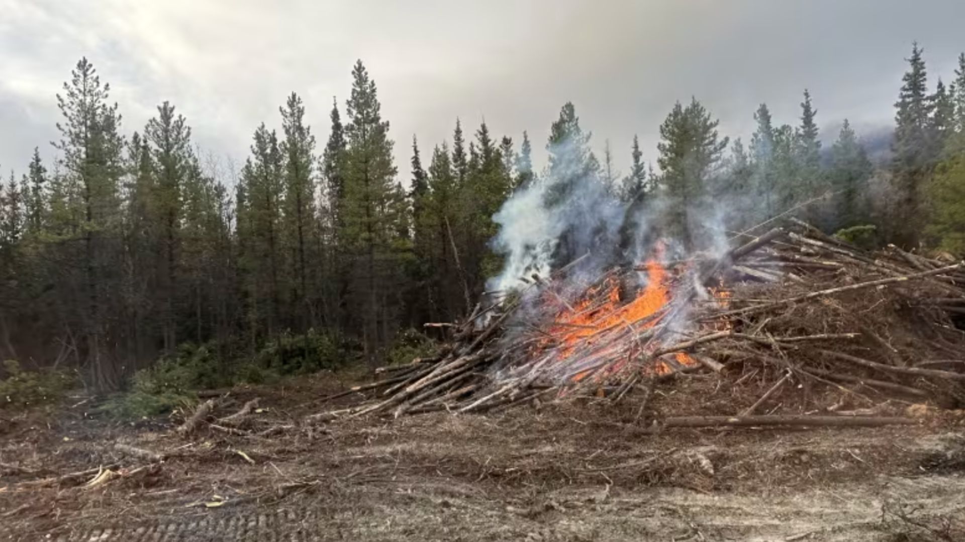 'Canada's first' permanent firebreak — made out of trees — in progress ...