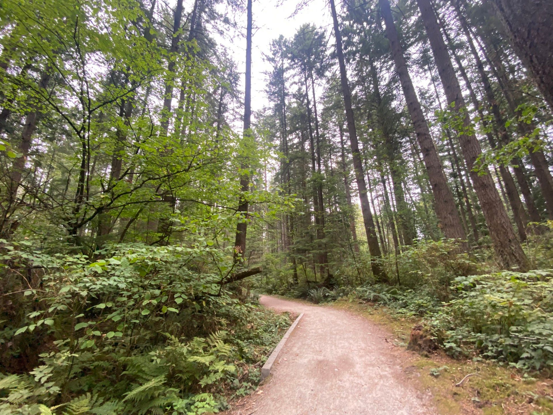 A new university lab touts the benefits of forest bathing indoors - The ...