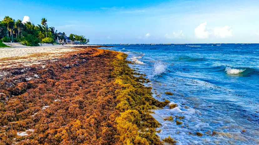 Seaweed overwhelms beaches as experts warn of record year - The Weather ...
