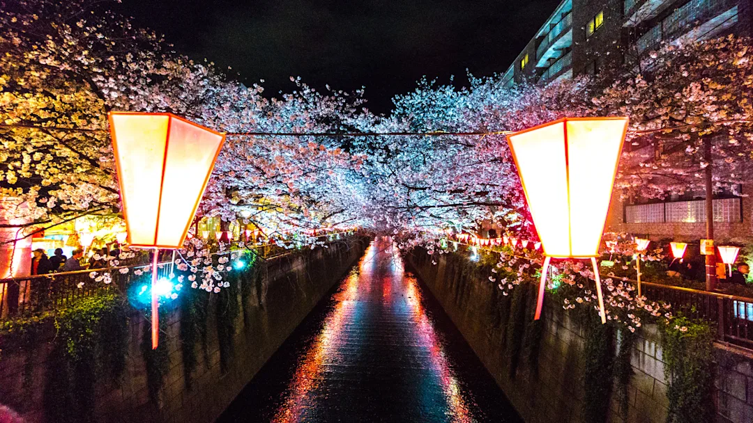 Yozakura: A spectacle that manages to make cherry blossoms even more ...