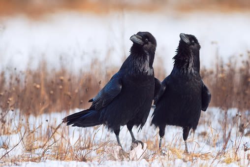 Ravens' bad moods might be contagious - The Weather Network