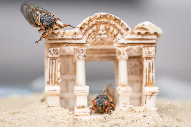 Cicadas in magical scenes: See the viral photos here - The Weather Network