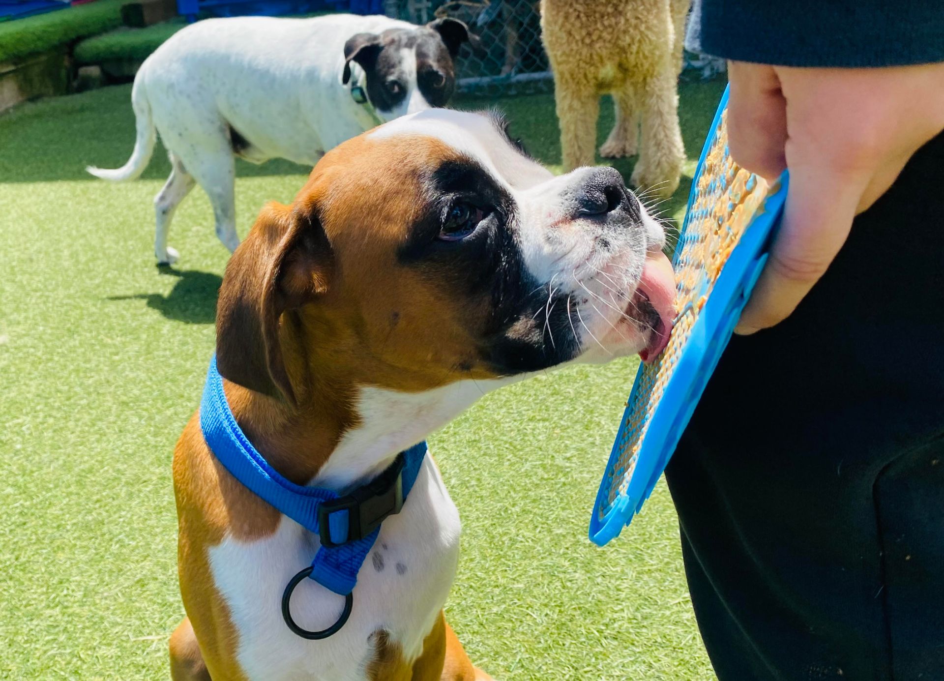 Why dogs need more help than cats in extreme heat - The Weather Network