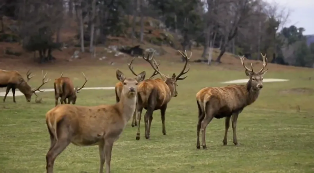 This animal lets you know when fall is here and what kind of winter to ...