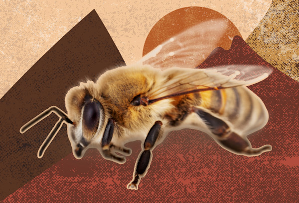 Thousands of bees survive 50 days buried under volcanic ash in La Palma ...