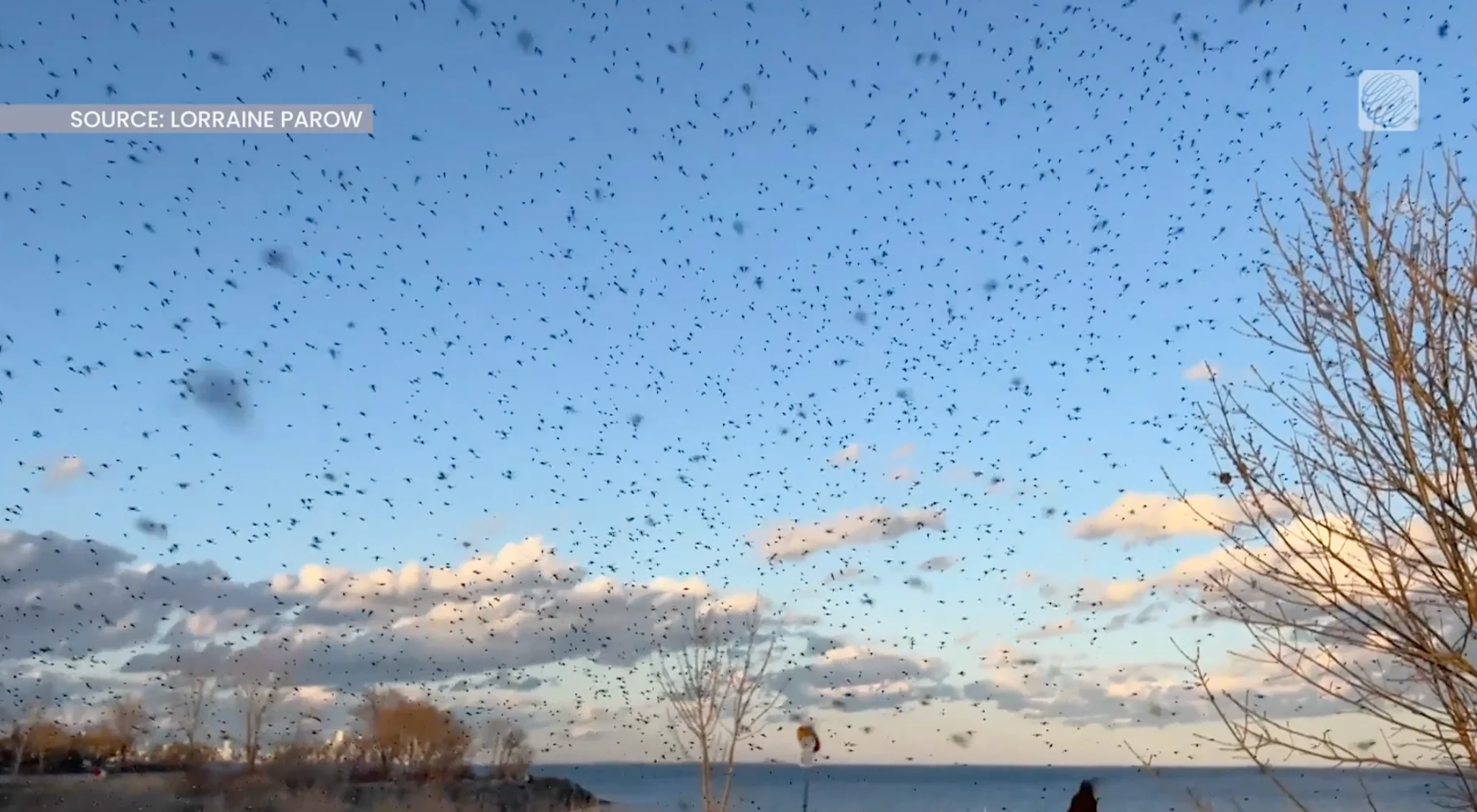 The midges are back, but think twice before you swat! - The Weather Network