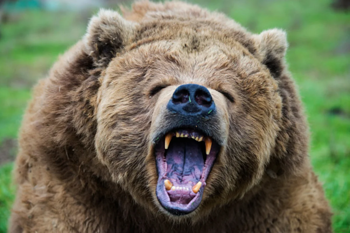 Bears are emerging: How to properly use bear spray - The Weather Network