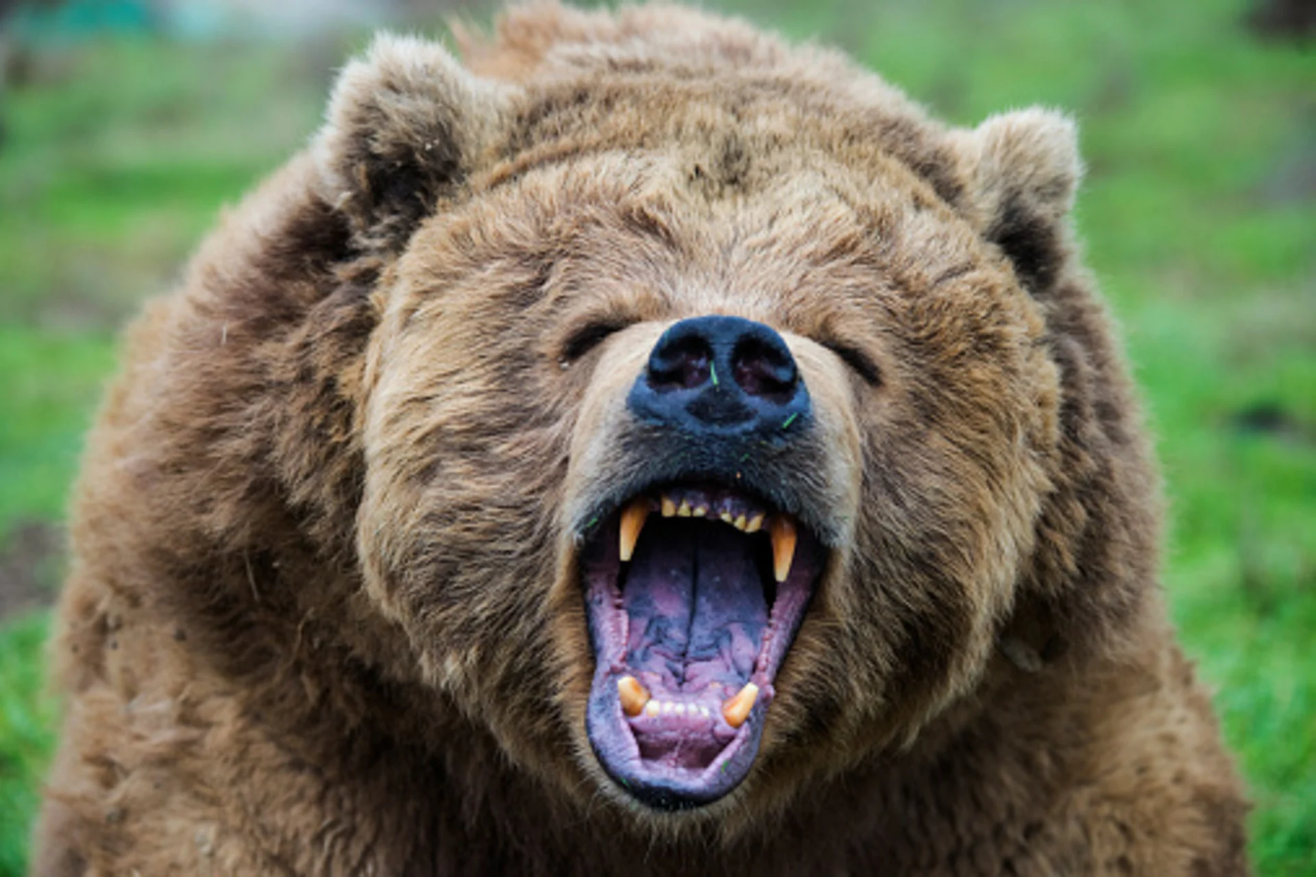Bears are emerging: How to properly use bear spray - The Weather Network