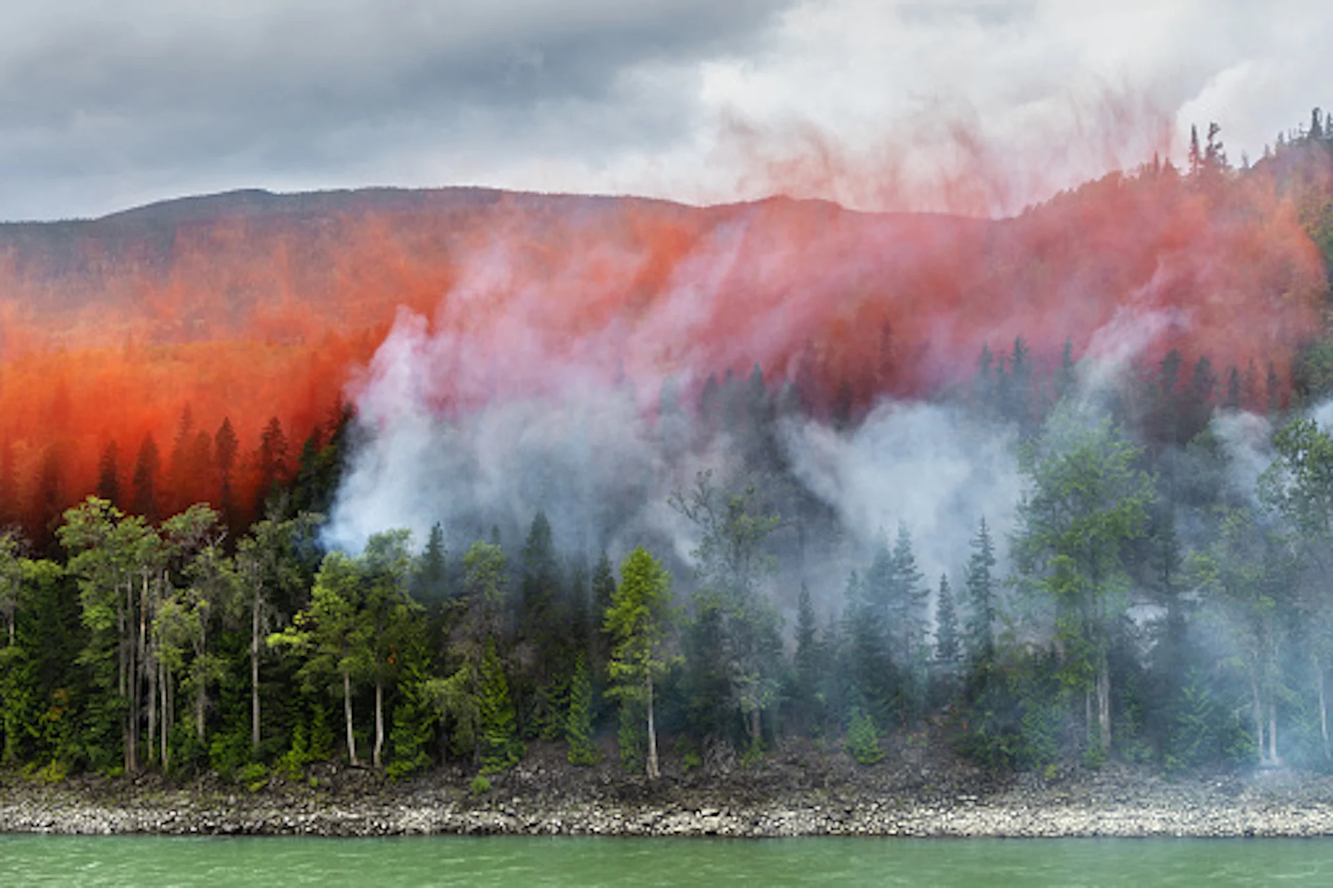 Should Canada sprint to replant trees after intense wildfire years ...