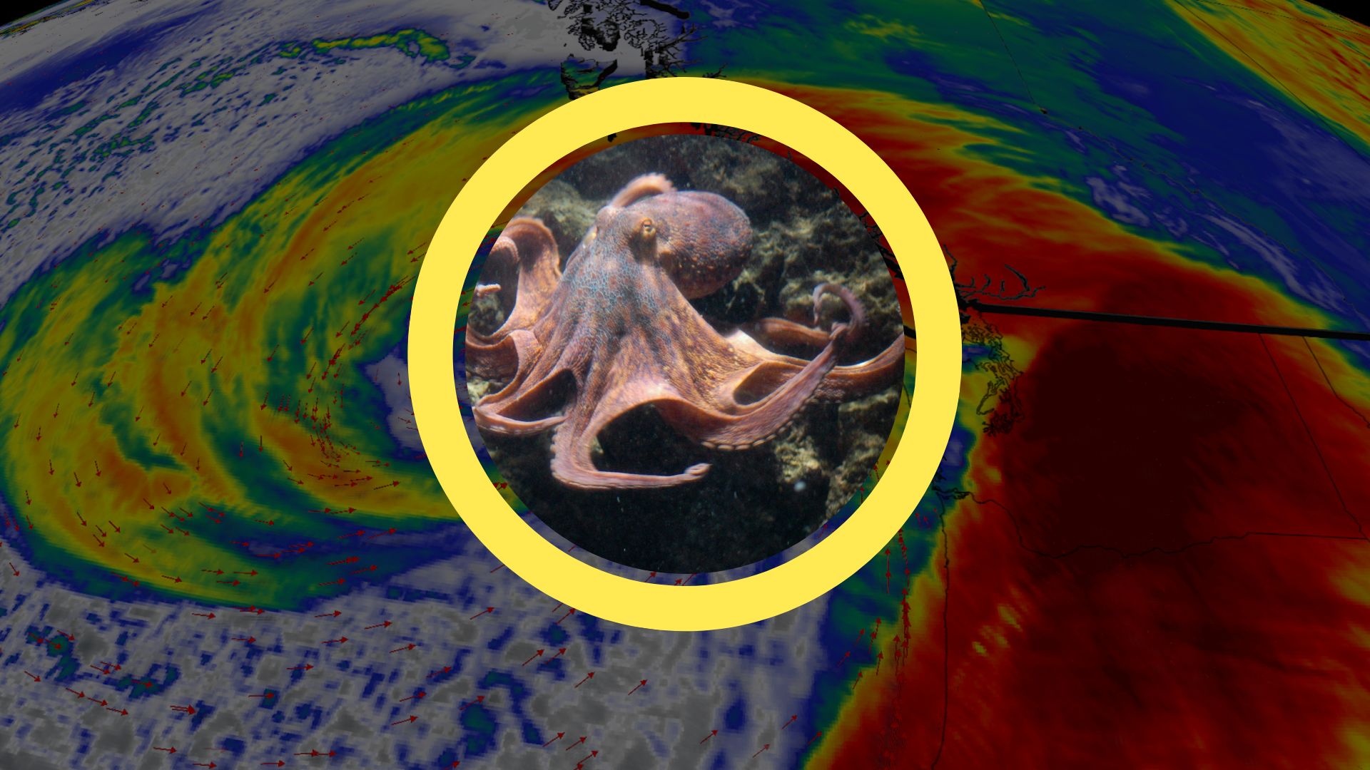 Camera catches octopus clinging to rocks as it rides out B.C.'s bomb ...