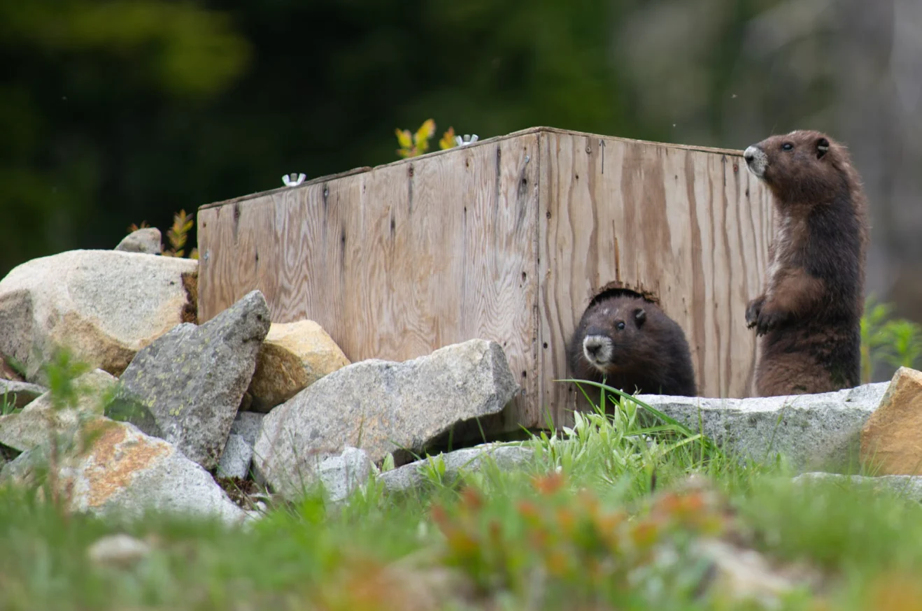 Endangered marmot Van Isle Violet to test perfect Groundhog Day record ...