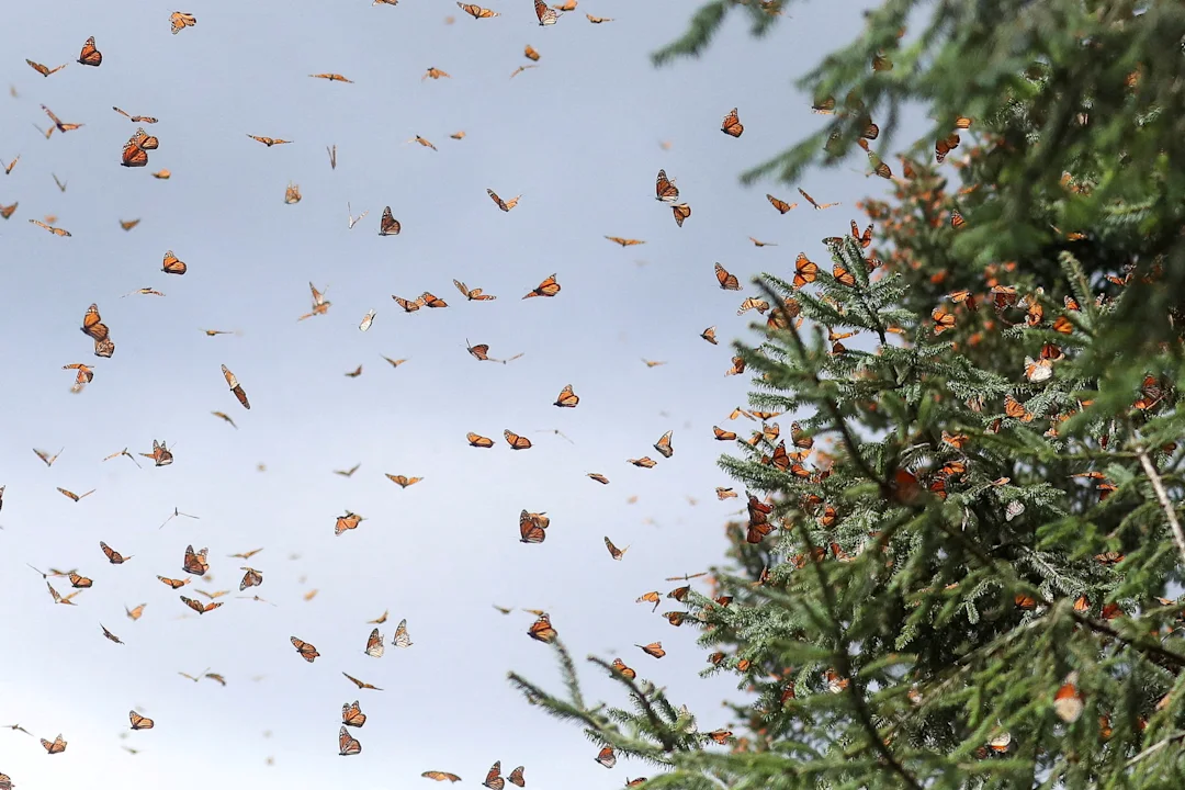 Monarch butterfly may gain threatened species status in U.S. - The ...