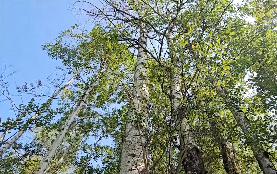 The threat to Alberta's iconic aspen trees and the fall colours they ...