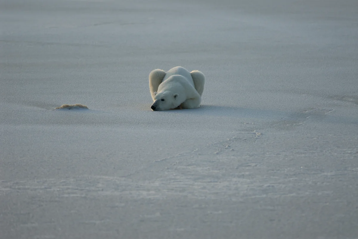 Bear-dar looks to prevent human-wildlife conflicts in the North - The ...