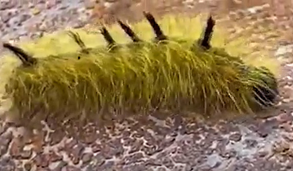 Fuzzy caterpillars: Are they cute? Yes. Should you touch them ...