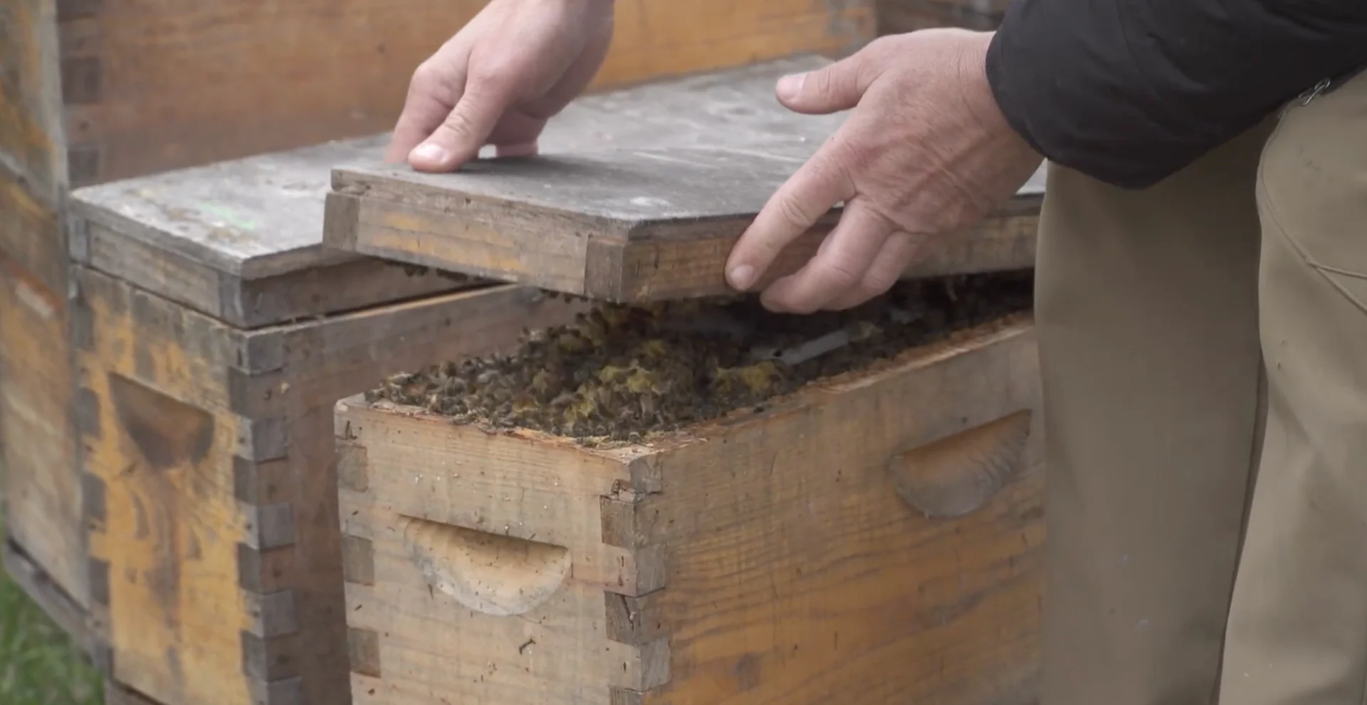 Flies won't leave you alone? This Canadian invention could help! - The ...