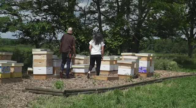 You're more likely to get stung in certain types of weather - The ...