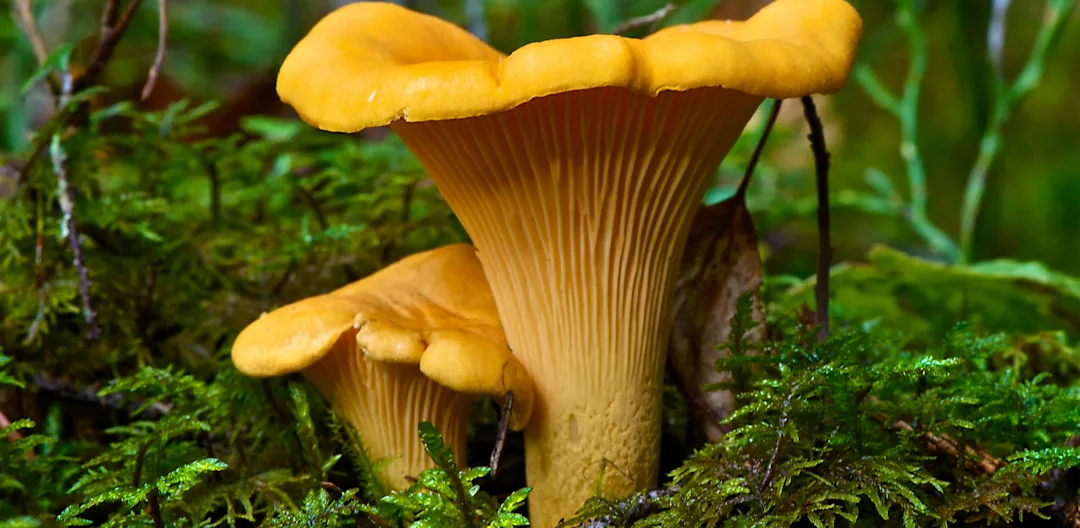 Phénomènes naturels - MétéoMédia