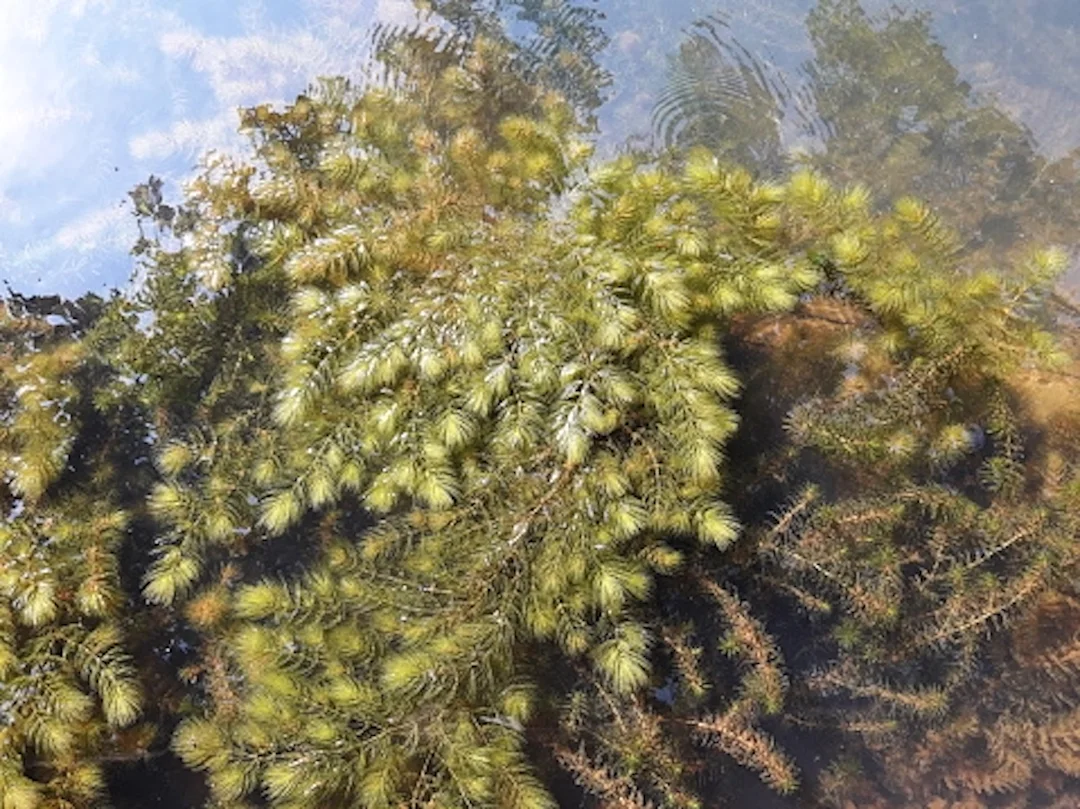 Rapidly growing invasive plant discovered for first time in Canada in ...