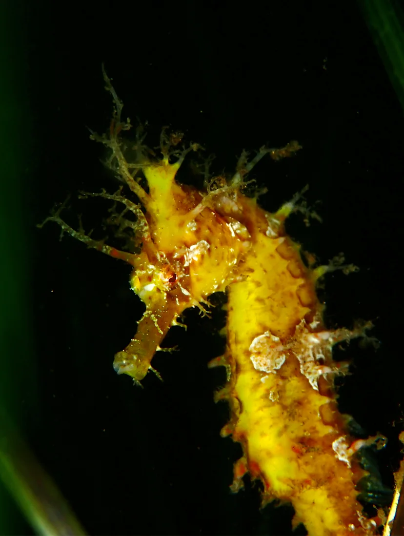 Tropical fish species are showing up on Canada's East Coast - The ...