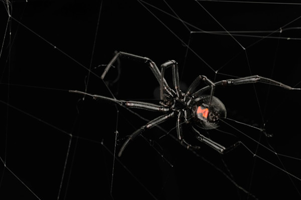 Canada's most beautiful, deadly spider calls the Okanagan Valley home ...
