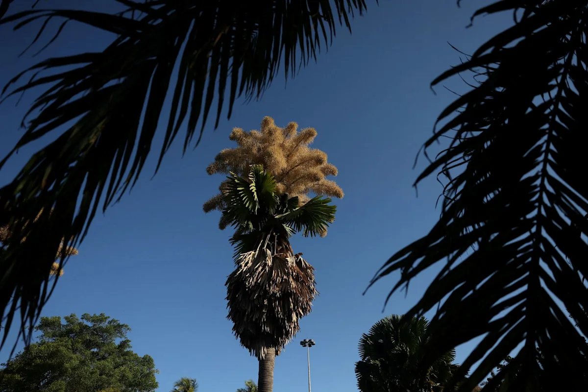 Palms that flower once in 30-80 years bloom in Rio de Janeiro - The ...