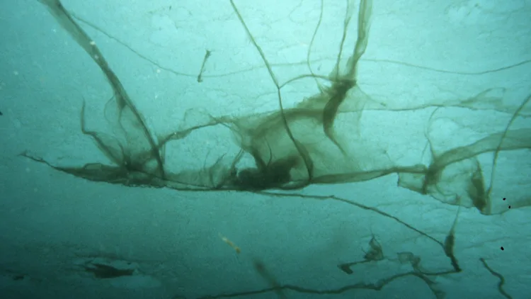 A gross but vital Arctic algae has (surprise!) microplastics in it - The Weather Network