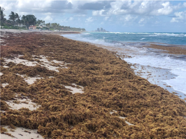 8,000-km seaweed patch is heading to popular beaches ahead of tourist ...