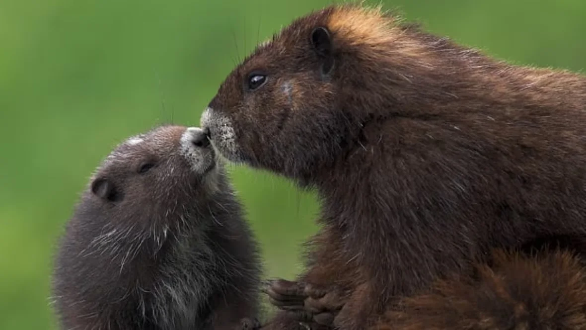 Dad may know cars, but what would he do with a marmot in the engine ...