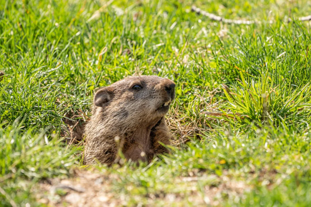2025 Groundhog Day results: See them here! - The Weather Network