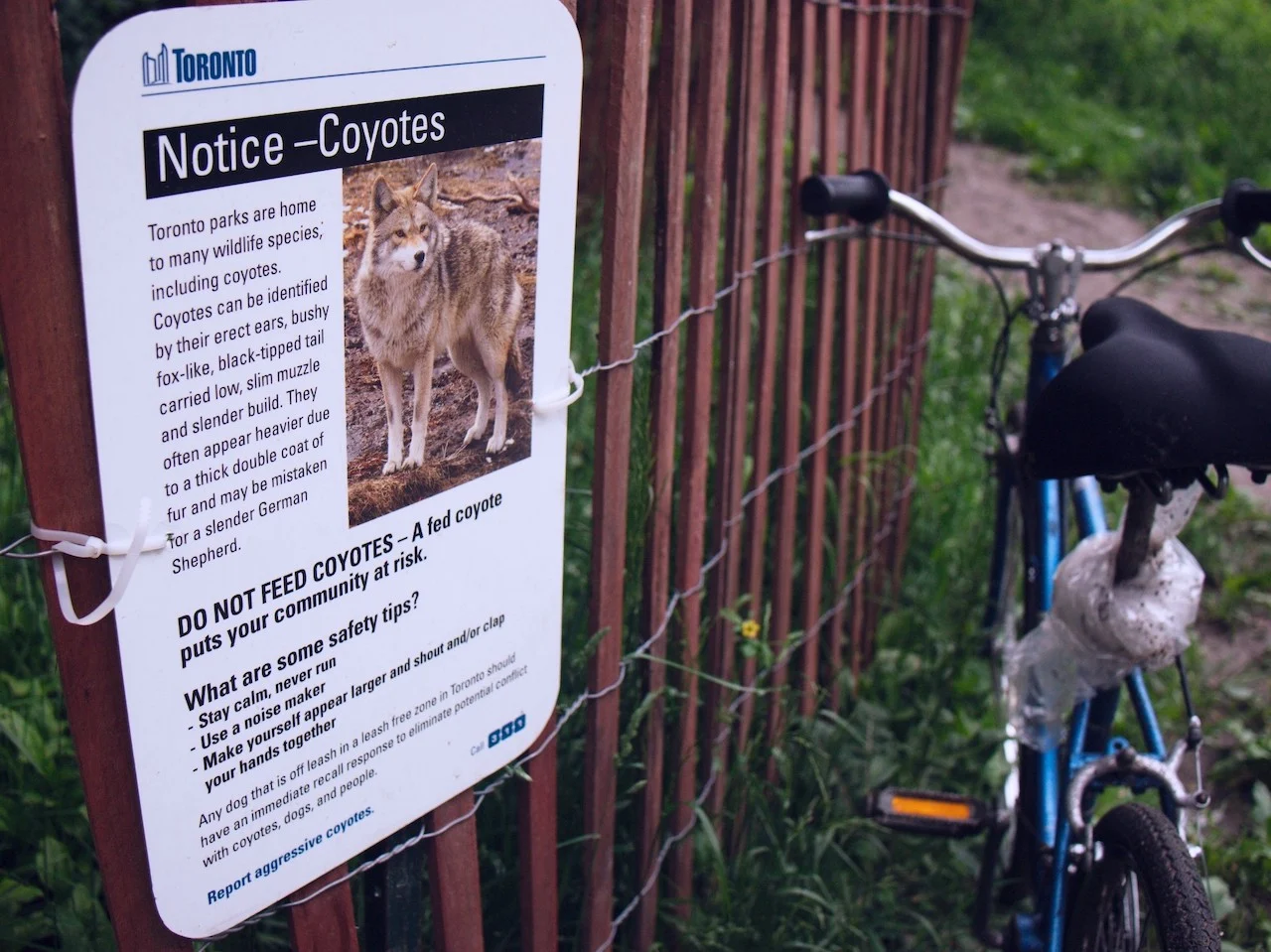 Coyotes on patrol: What it really means when you're 'followed' - The ...