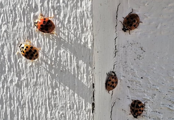 Lady beetle swarm sign of growing invasive species population - The ...