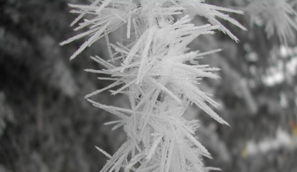 Persistent fog leads to pesky—yet beautiful—rime ice on the Prairies ...