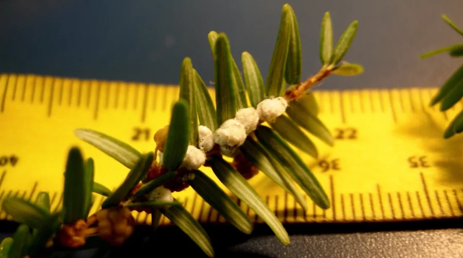 This tiny insect can cause a large amount of tree damage in Canada ...