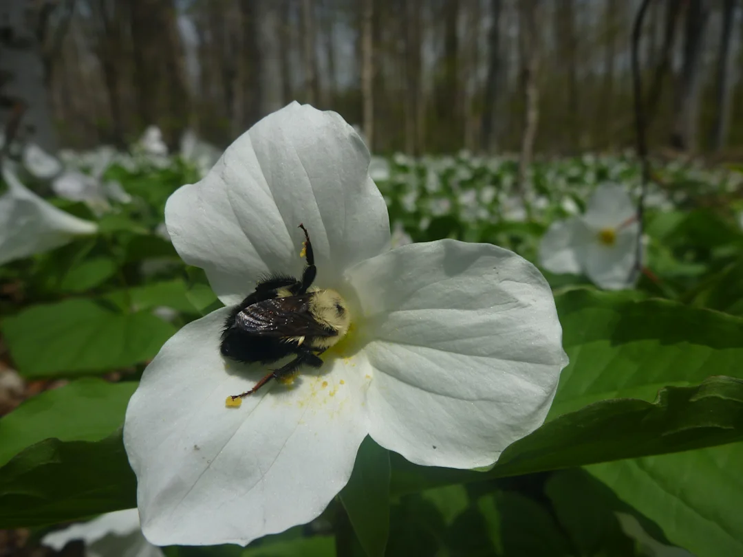 This resilient bee defies logic and can avoid watery death for a week ...