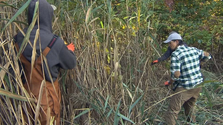 How pulling invasive reeds around Montreal lake helped a tiny heron ...