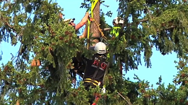 Boy gets stuck in 24-metre-high tree - The Weather Network