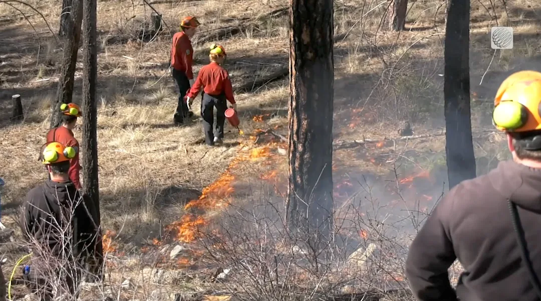 How controlled burns can prevent future fires (when conducted by ...