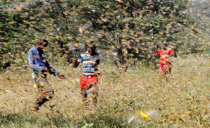 Billions of locusts swarm through East Africa - The Weather Network