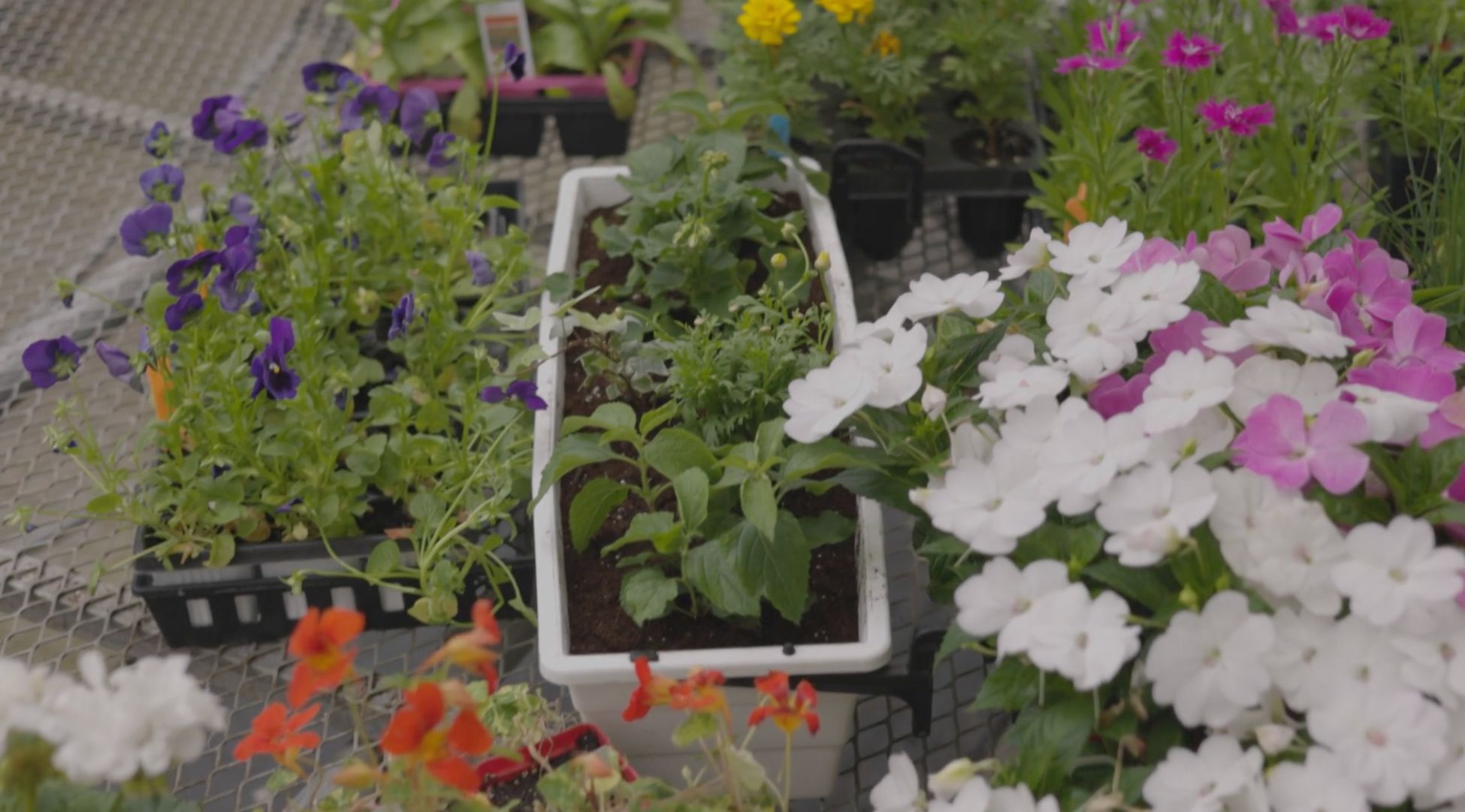 Une petite fringale? Grignotez dans votre bac à fleurs! - MétéoMédia