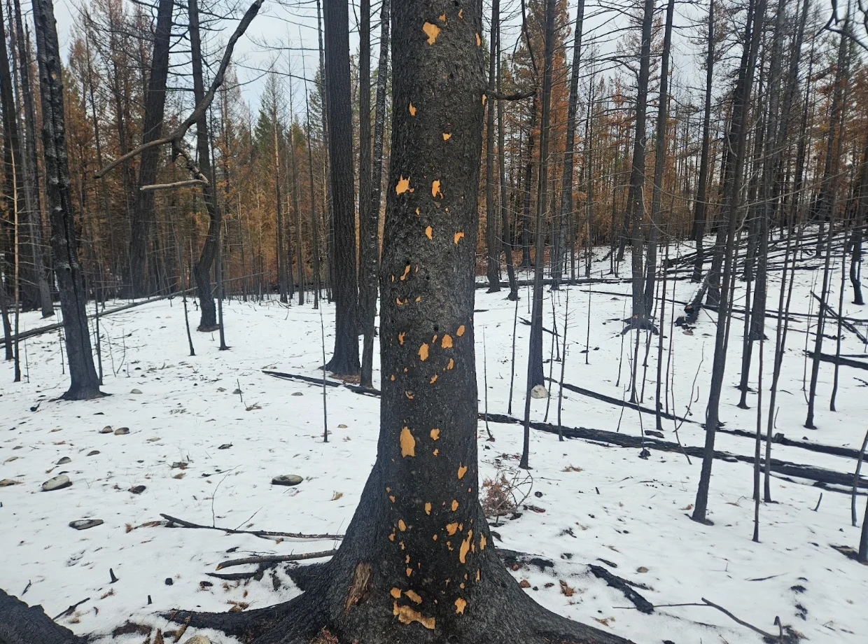 Jasper rising from the ashes: A journey of recovery one year later ...