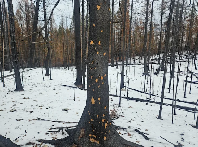 Jasper rising from the ashes: A journey of recovery one year later ...