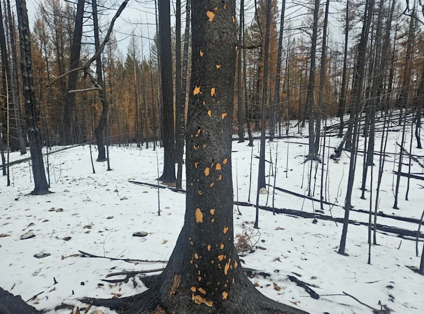 Jasper rising from the ashes: A journey of recovery one year later ...