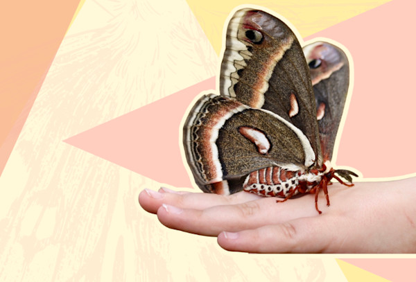There's a lot to love about great Canadian moths - The Weather Network