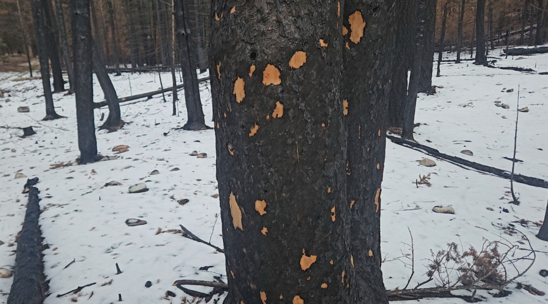 Explosive 'cheetah trees' have appeared in Jasper after the wildfire ...