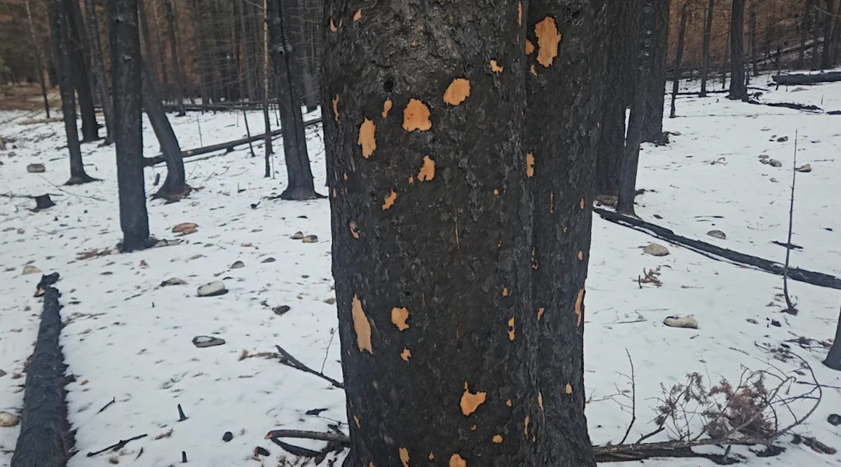 Jasper wildfire damage now estimated at $1.23B — and could go higher ...