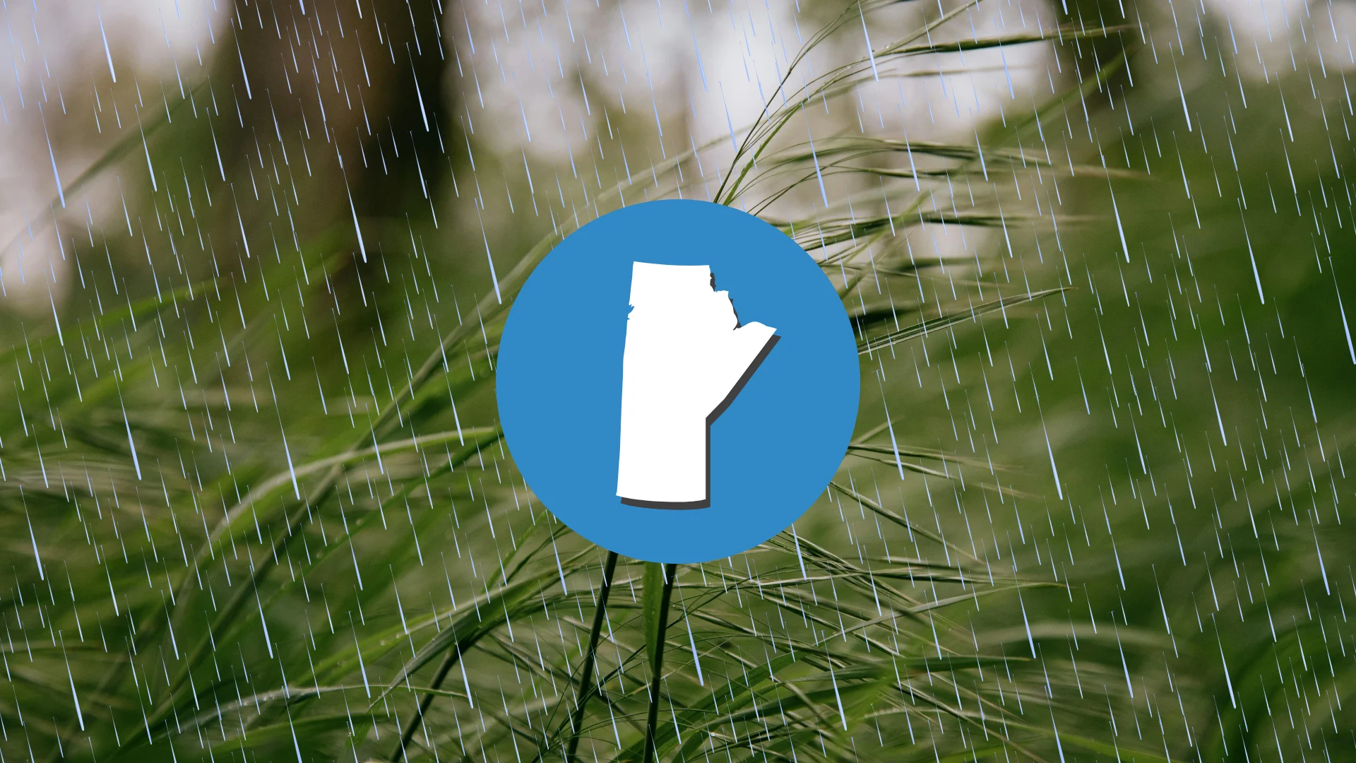 Steady rain, gusty winds sweeping Manitoba into Friday - The Weather ...