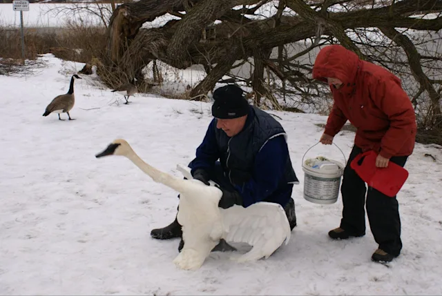 The unsung hero behind one of Canada’s greatest wildlife comeback ...