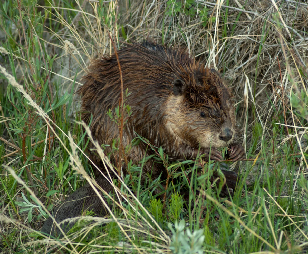 The largest beaver dam on Earth can be seen from space - The Weather ...
