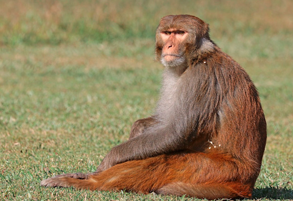 Study finds Hurricane Maria may have sped up aging in monkeys - The ...